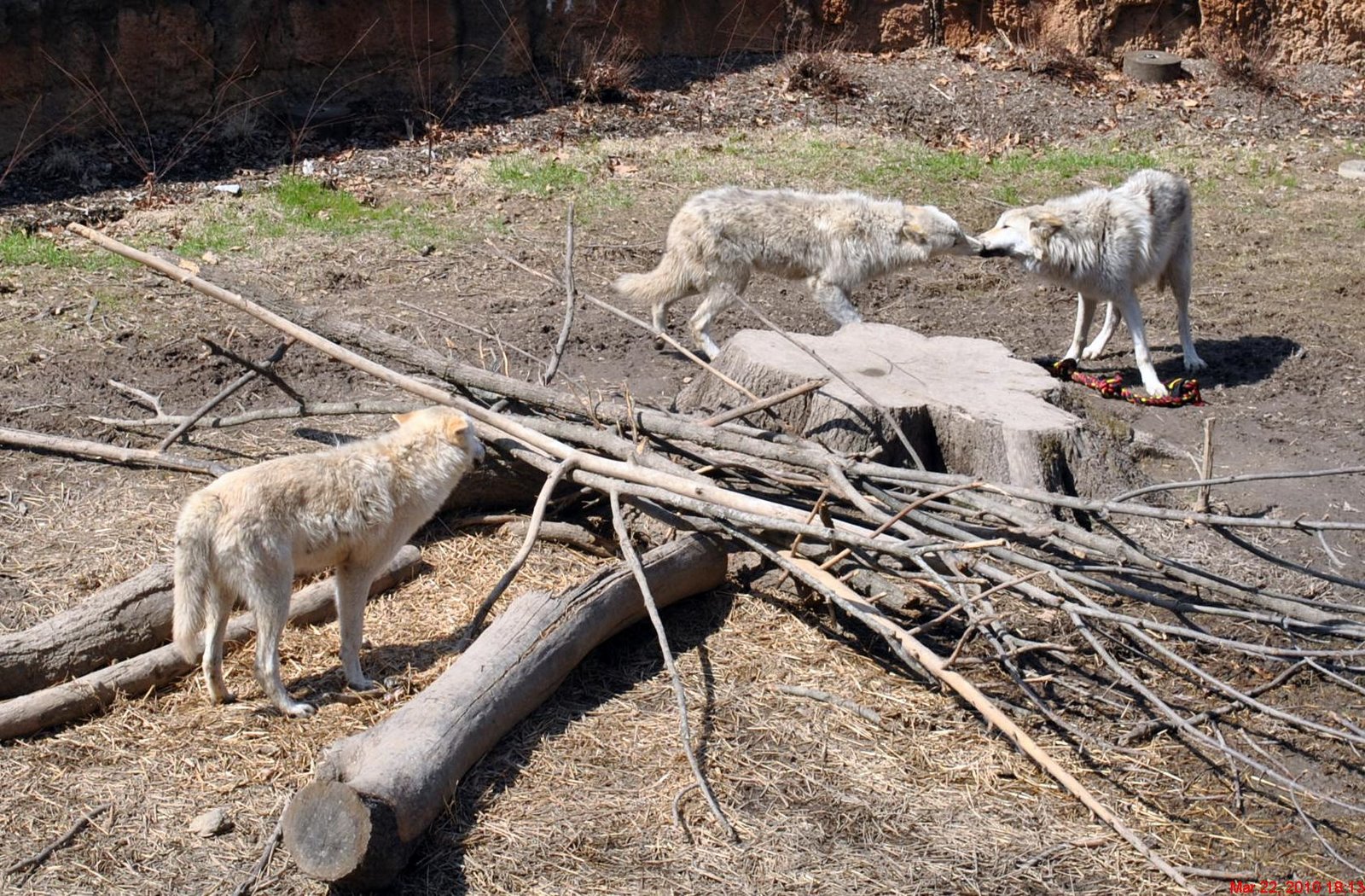 Claudia Tanzer-Photographer: Memphis Zoo wolves playing tug-of-war