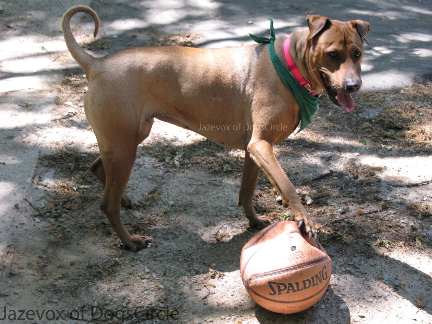 www.DogsCircle.com: Dogs Can Play Ball Wordless Wednesday