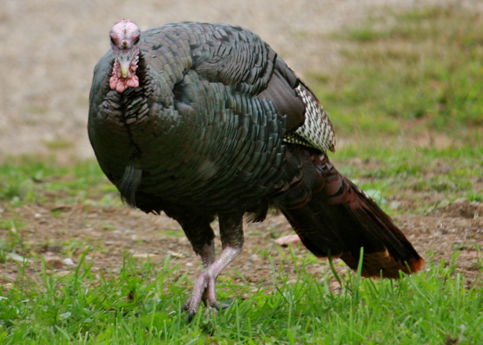The Farmhouse Foodie: It's TURKEY-time!
