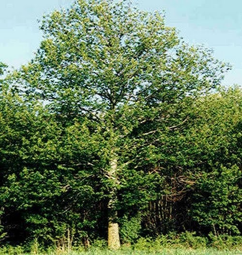 CLASSIFICAZIONI DEI LEGNAMI: CLASSIFICAZIONE DEI LEGNAMI