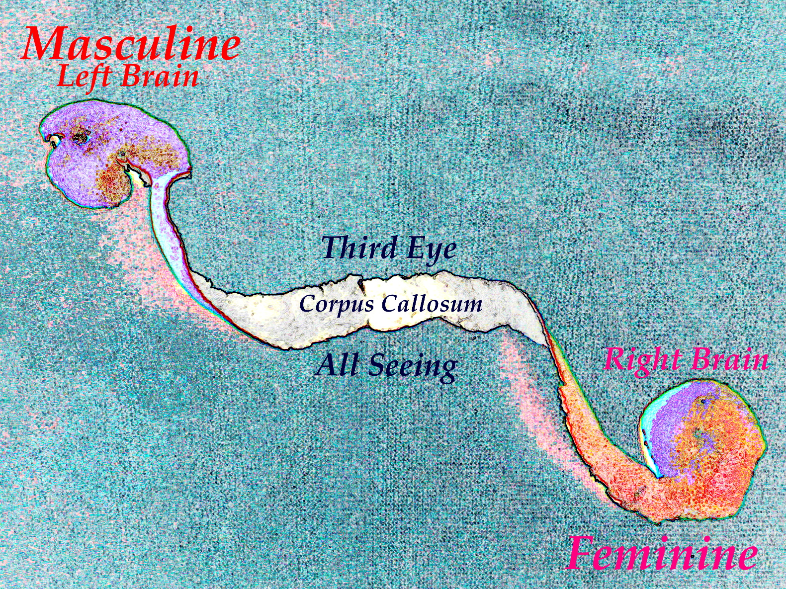 PROTEAN STUDIOS: Corpus Collosum