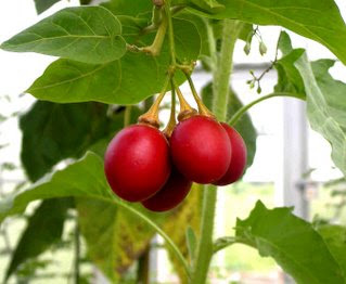 Berkebun yuuk !!: Terong Belanda