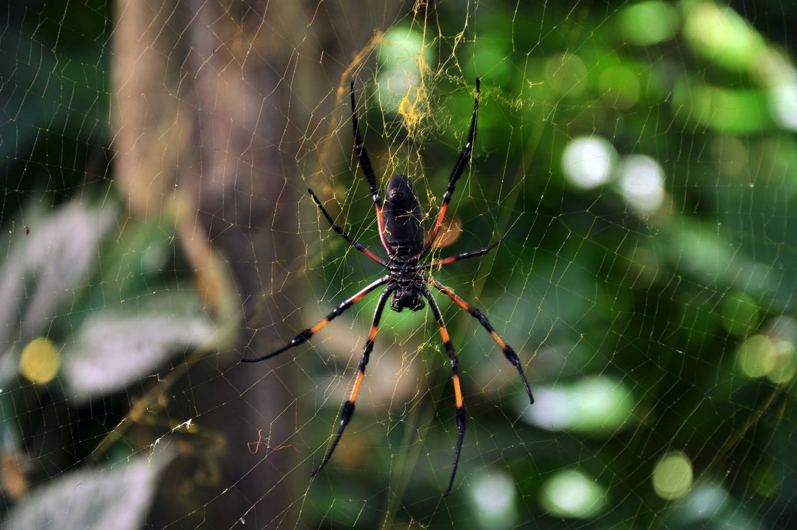 Il y eut un matin...: Villèle...