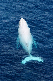 Helsie's Happenings: MIGALOO IS COMING