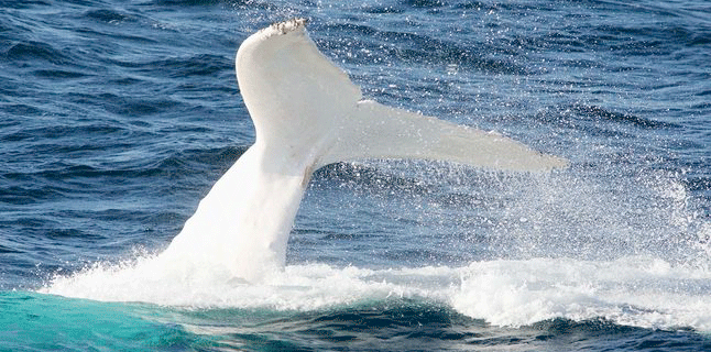 Helsie's Happenings: MIGALOO IS COMING