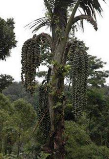 INFO TANAMAN PANGAN DAN HORTIKULTUR BP3K BANSARI TEMANGGUNG JATENG ...