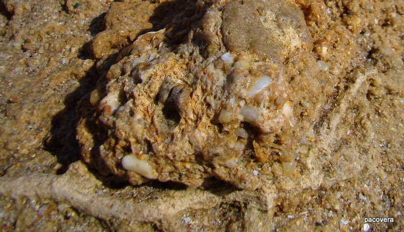 CH´USAY: RAÍCES FÓSILES