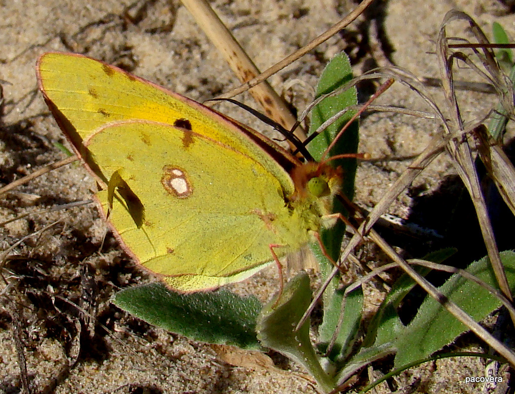 CH´USAY: COLIAS CROCEA