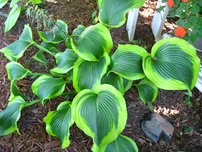 Cheesehead Gardening: Hosta 'Atlantis'