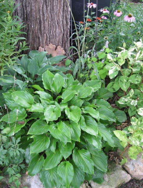 Cheesehead Gardening: Hosta 'Invincible'