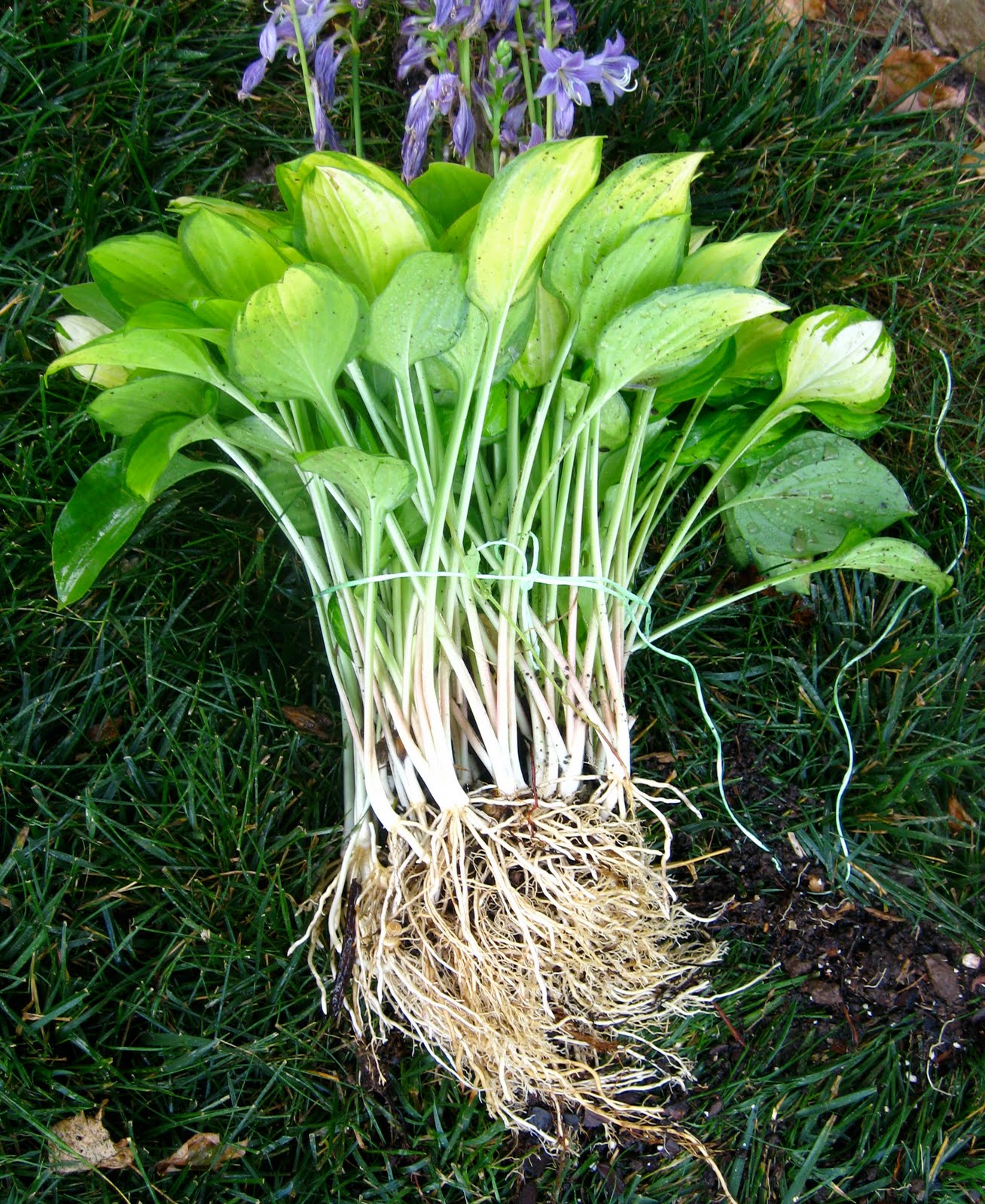 Cheesehead Gardening: Time to think about dividing hosta