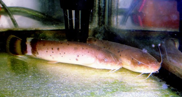 EXOTICCARE Reptil , Amphibi , Ikan air tawar , Piranha , Salamander ...