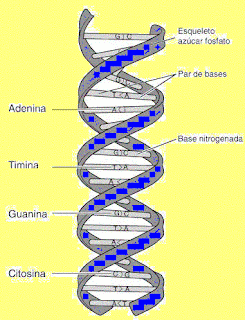 Estructura Del ADN: El Modelo De Watson Y Crick
