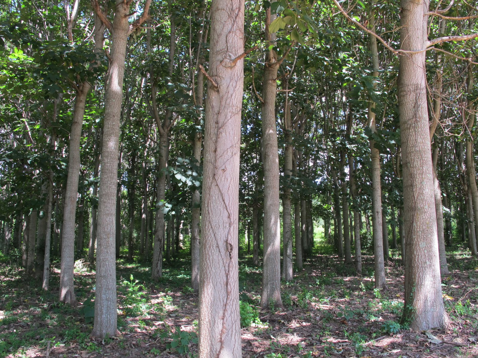 The Evolution of a Sustainable Farm: Paulownia elongata