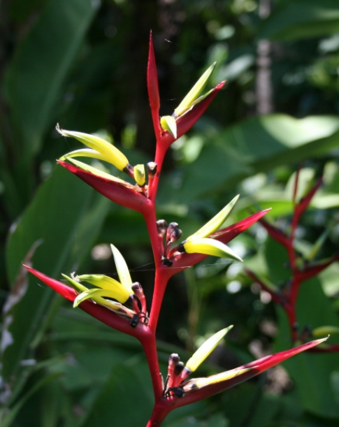 Southeast Florida Garden Evolvement: Fairchild Tropical Botanic Garden ...