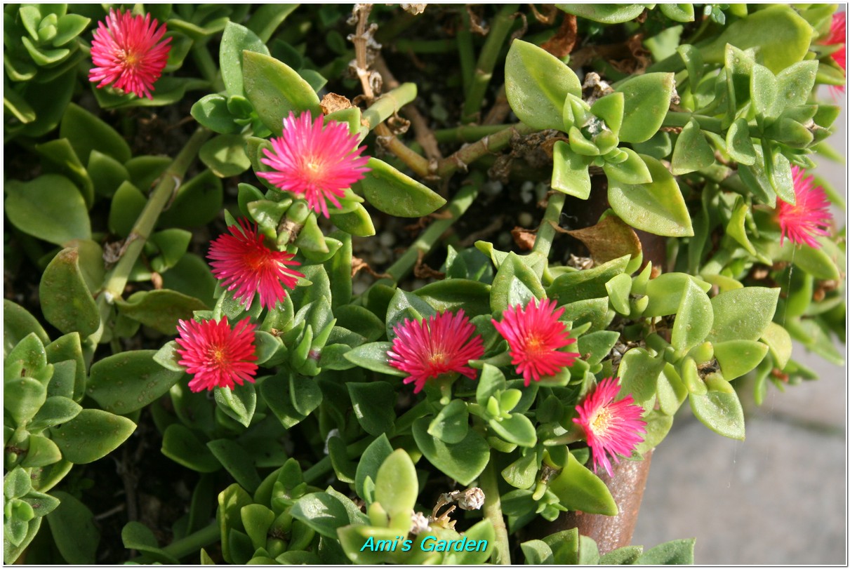 Southeast Florida Garden Evolvement: Livingstone Daisy 'Mezoo Trailing Red'