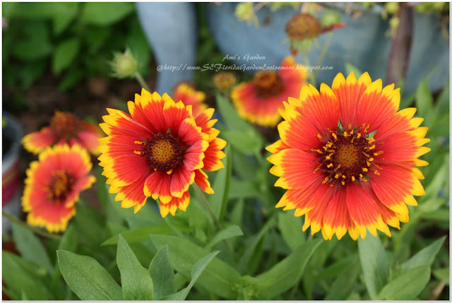 Southeast Florida Garden Evolvement: Happy Chinese New Year