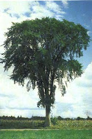 Matt Iorio's White Elm Capital Adds Heavily To SBA Communications (SBAC ...