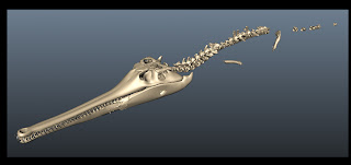 Digital Thoracosaurus Production Blog: Reconstruction / Skull Morphology.