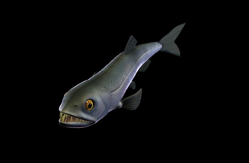 the Amateur Zoologist: Enchodus aka "Sabor-Toothed Herring"