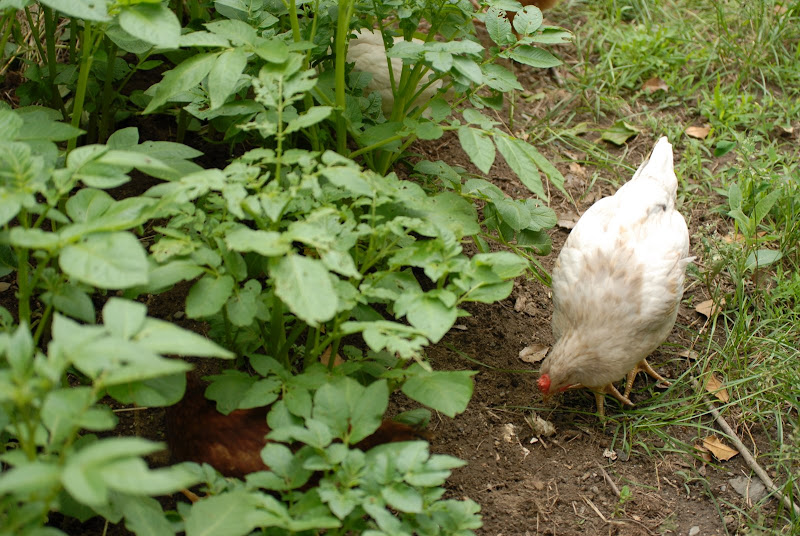 Mommy Grow It: poor homeless chickens