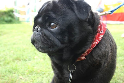 MOPSBILDER - MOPSFOTOS - MOPSVORSTELLUNGEN: MORITZ von Hohenloe