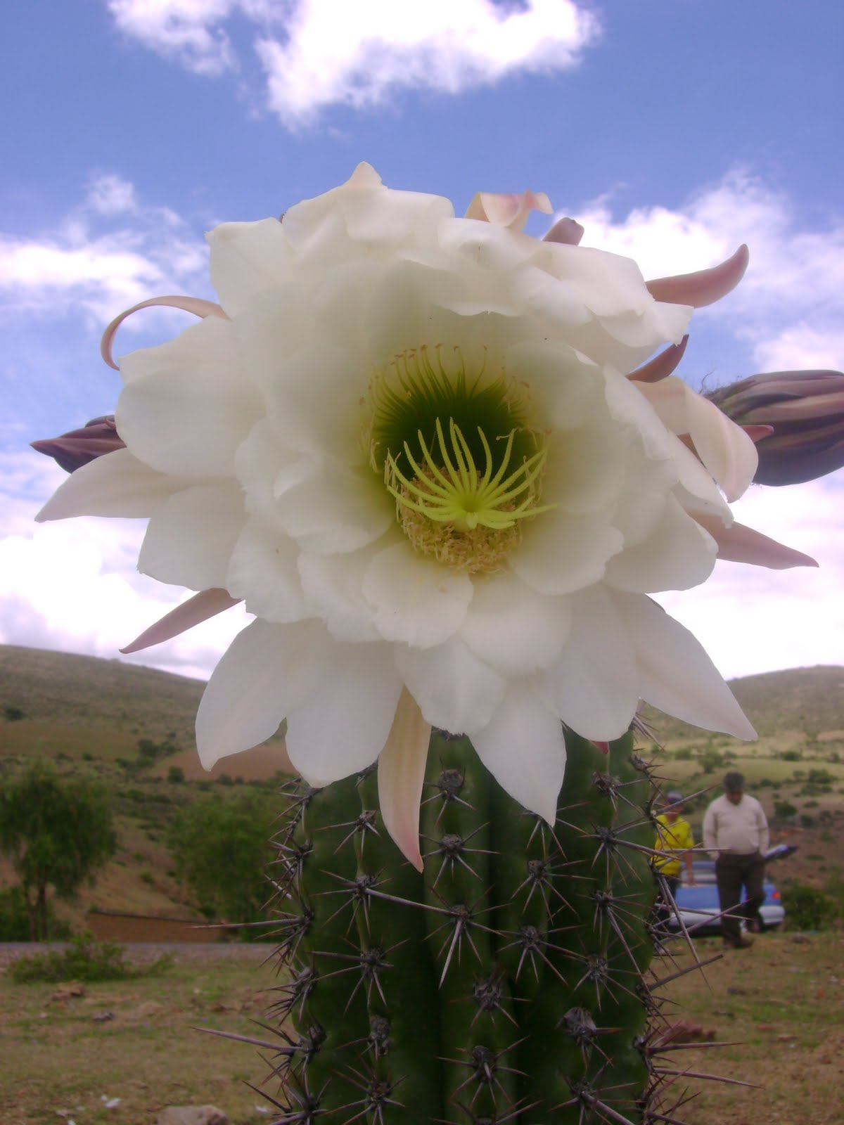postales: BOLIVIA: LA FLOR DE LAS CACTACEAS