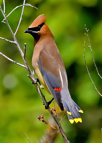 Kentucky Wild Bird Lover: Cedar Waxwings and Spiked Berries