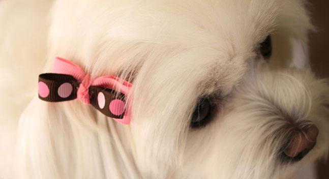 Accesorios para Perros: ¡Pura Coquetería para lucir Flequillo!