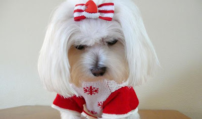 Accesorios para Perros: ¡Pura Coquetería para lucir Flequillo!