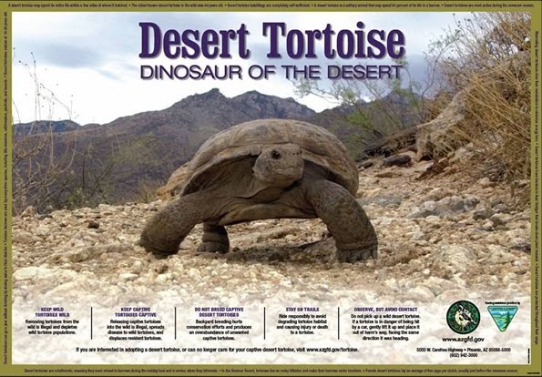 Birding Without Barriers: Desert Tortoise Habitat Grand Opening