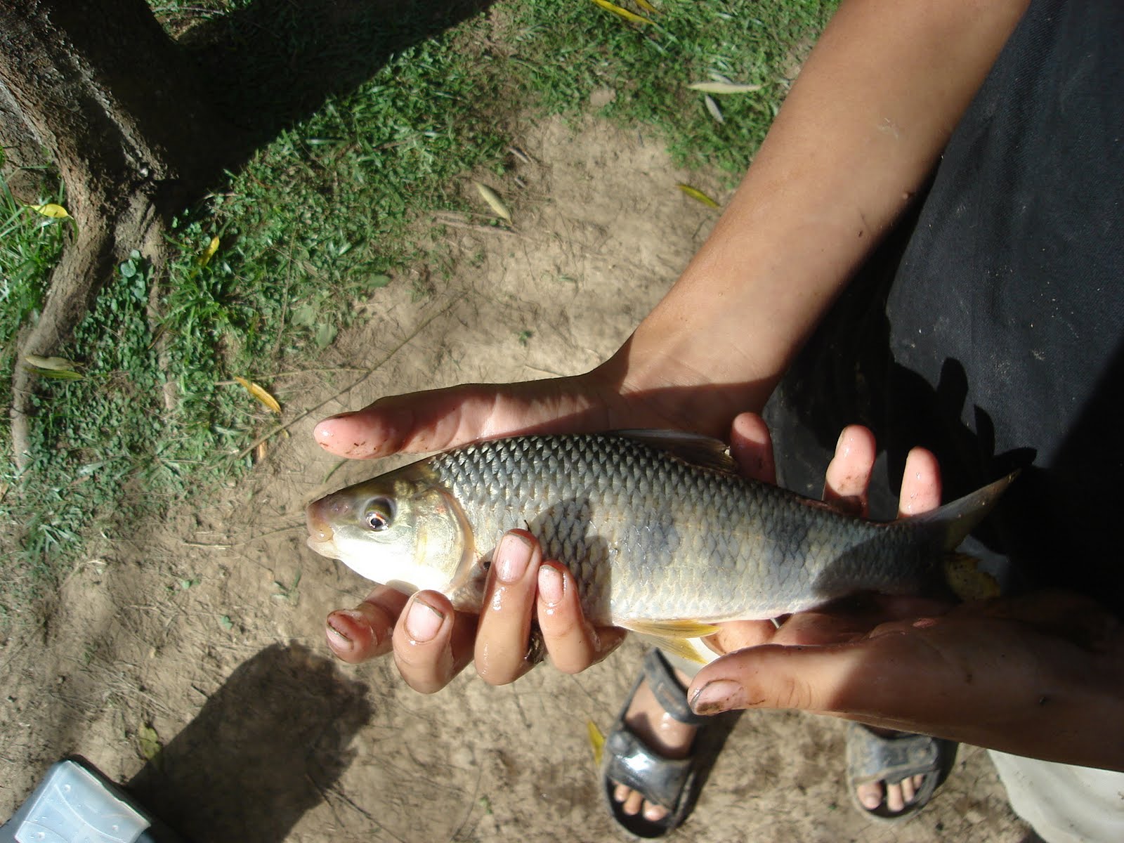 El acuario tropical y el de agua fria.: Bogas