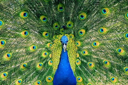 Understanding Biology: Fractals In Nature