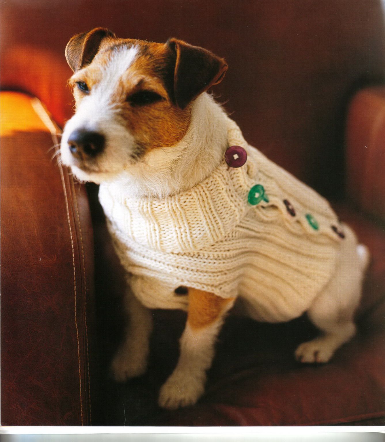 Coisas pra divulgar: Tricô para seu dog com download da revista