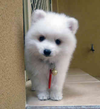 biiyah: Japanese Spitz Dogs