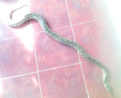 POPURI REPTILES: BERIKUTNYA ........ULAR MOLURUS 1,5M an GUE JUGA SIAP ...