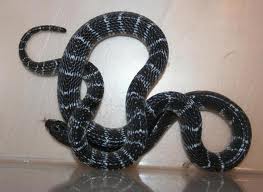 POPURI REPTILES: ULAR BERBISA / VENOMOUS SNAKE