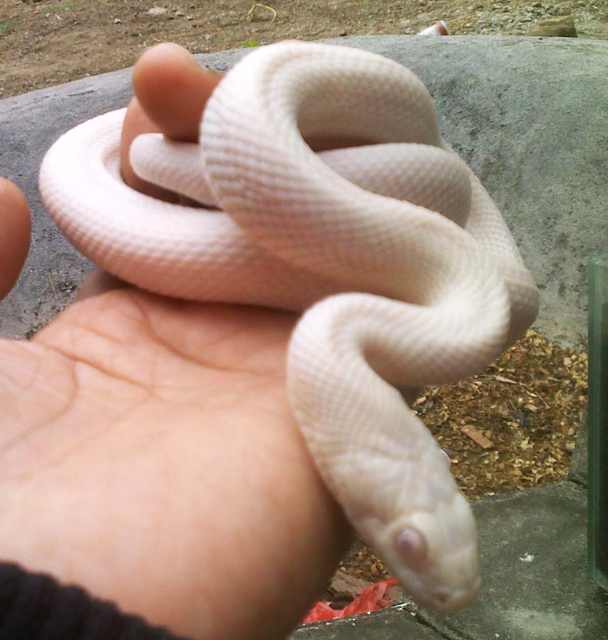 POPURI REPTILES: POPURI REPTILES : ALBINO RAT SNAKE