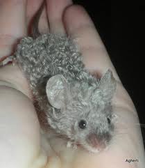 Mysi raj.: Gatunki i Maści