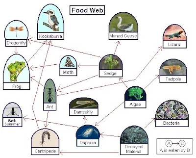 Food Webs: Food Web