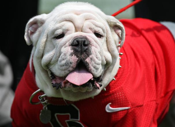HOT and SPICY: SHOCKING SCENE: MASCOT UGA VII DIED BY GUNSHOT WOUND