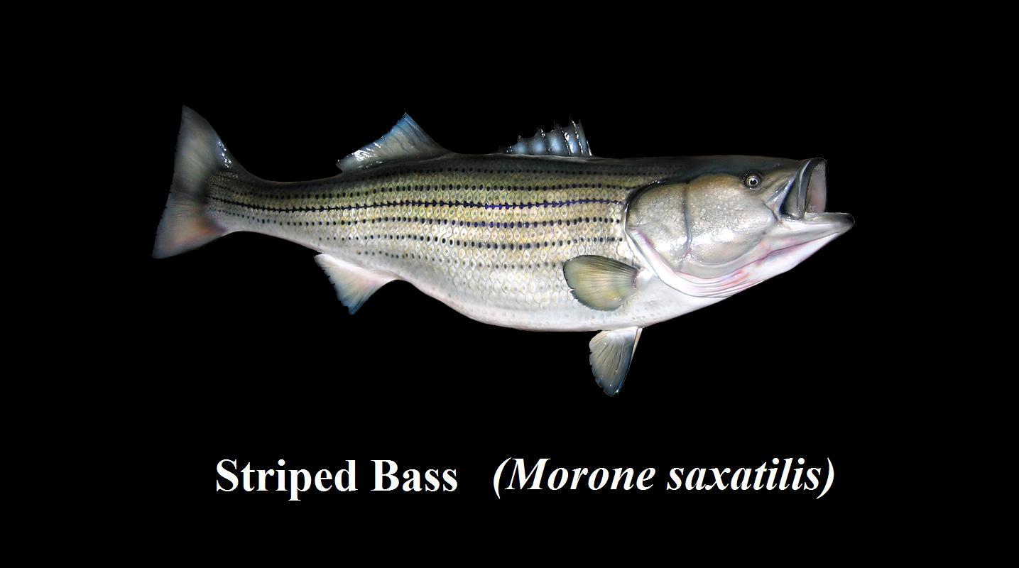 FISHING BLOG: FISH SPECIES BIO: Striped Bass (Morone saxatilis)