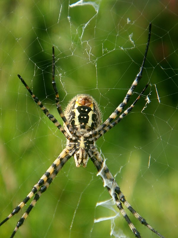 Yarnlot: Madeira-Spinnen. Spiders. Araignées.
