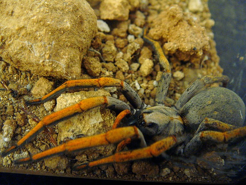 Yarnlot: Madeira-Spinnen. Spiders. Araignées.