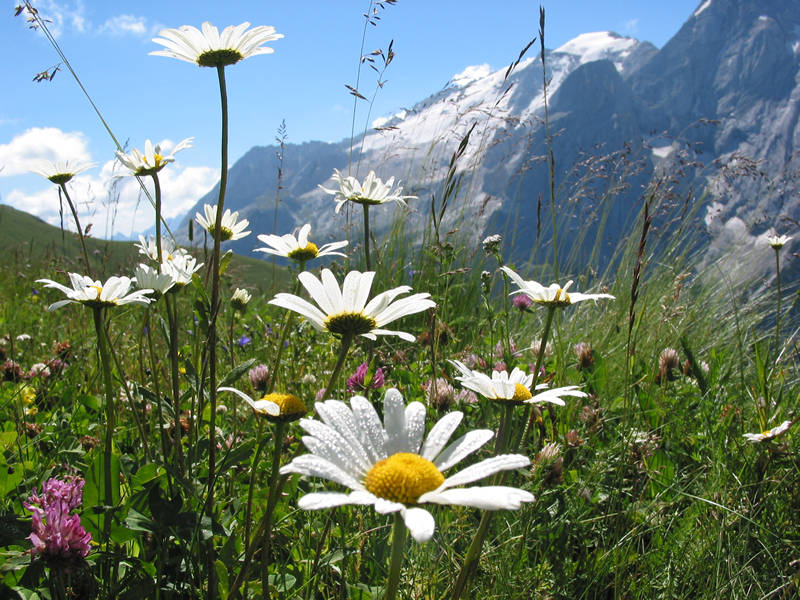 NOVO OLHAR: "CHEGOU A PRIMAVERA"