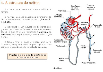 TURMA 8º ANO: AULA DE CIÊNCIAS 35 E 36: NÉFRONS E A URINA