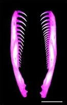 The Evilutionary Biologist: Left-handed Snails Beat Snail-eating Snakes