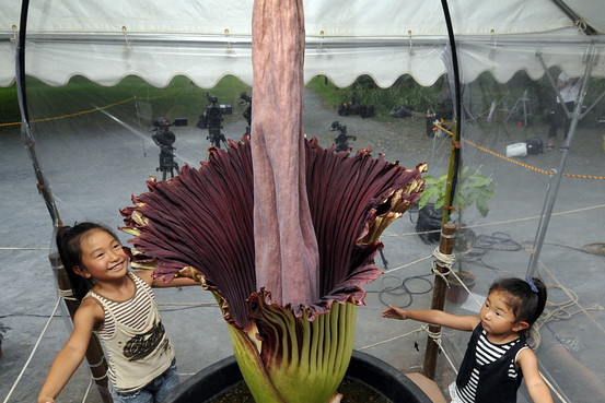 Fiore gigante incanta i giapponesi e affascina i texani - Sulle Strade ...