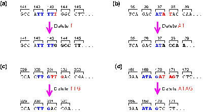 molecular genetic: Insertion and Deletion