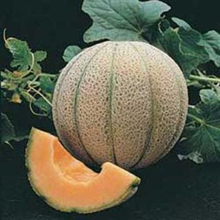 Natural Beauty Care: Musk Melon